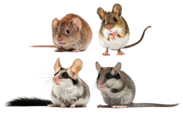 Le lérot, le loir, le mulot, le campagnol | Dératisation | Exter-Protek