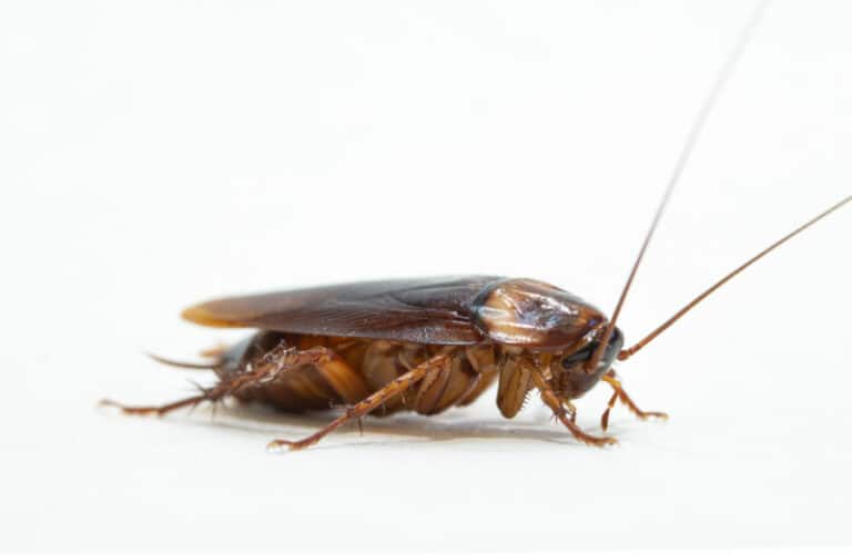 Exterminer les cafards & blattes en Alsace | Exter-Protek